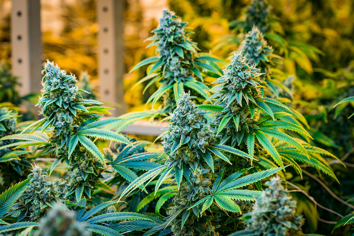 What are Cannabinoids? Bud & Mary's Blog